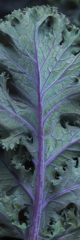 King Kale - Modernist Cuisine Gallery