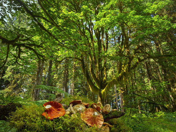 Forest Foraging - Modernist Cuisine Gallery