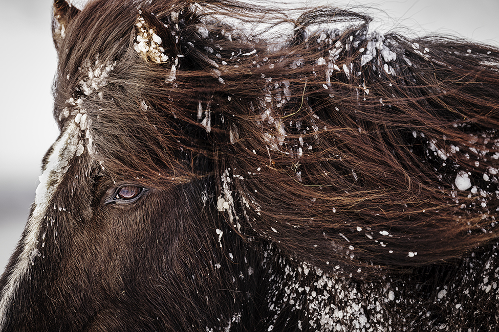 A Wild Winter - Modernist Cuisine Gallery