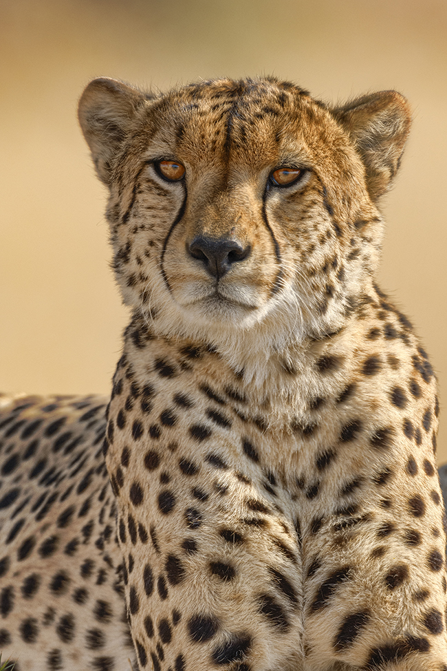 Female Cheetah - Modernist Cuisine Gallery